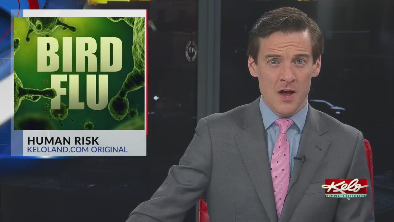 Risk of bird flu in humans low for South Dakota – KELOLAND.com