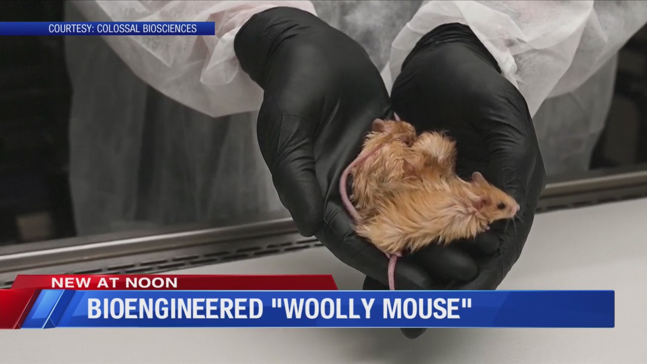 Meet the bioengineered ‘Woolly Mouse’ – WFXRtv