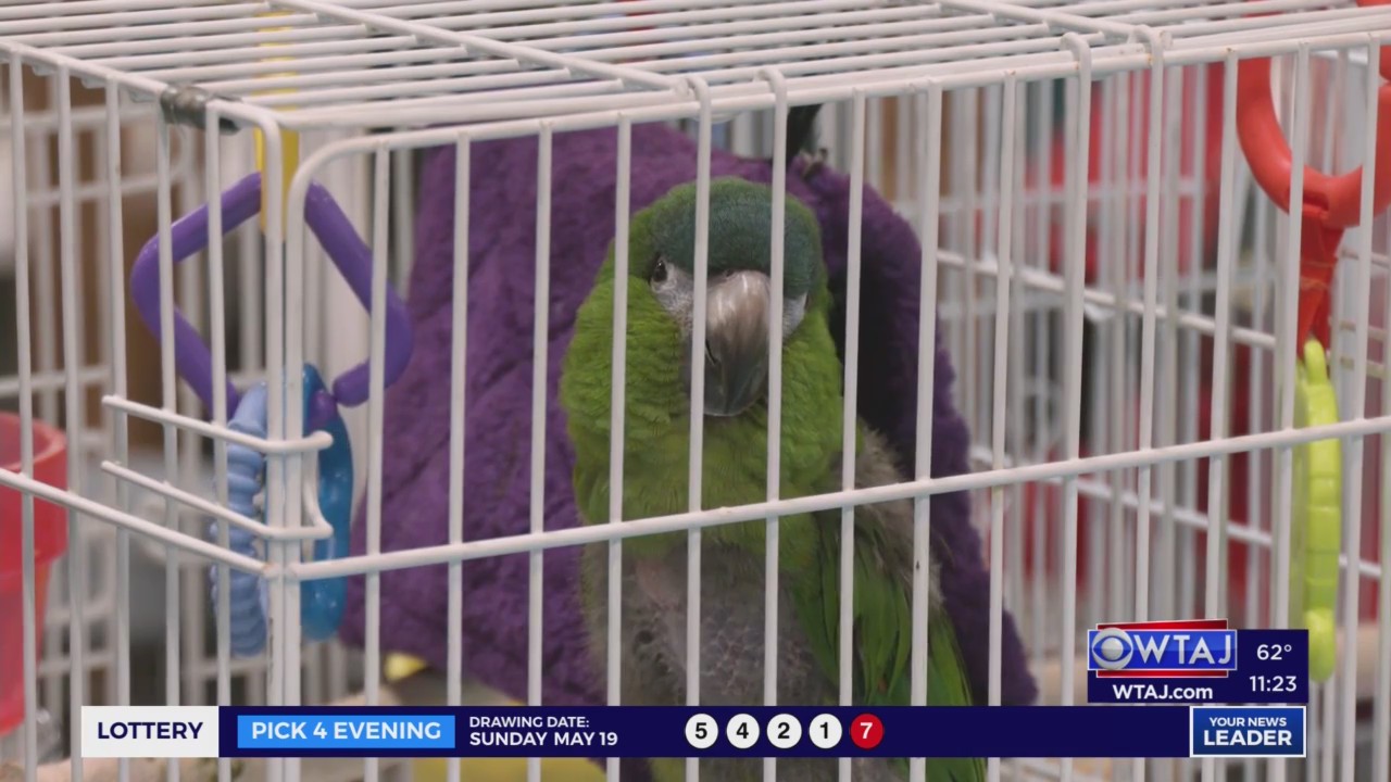 Falling for Feathers hosts annual bird fair at Jaffa Shrine – WTAJ ...