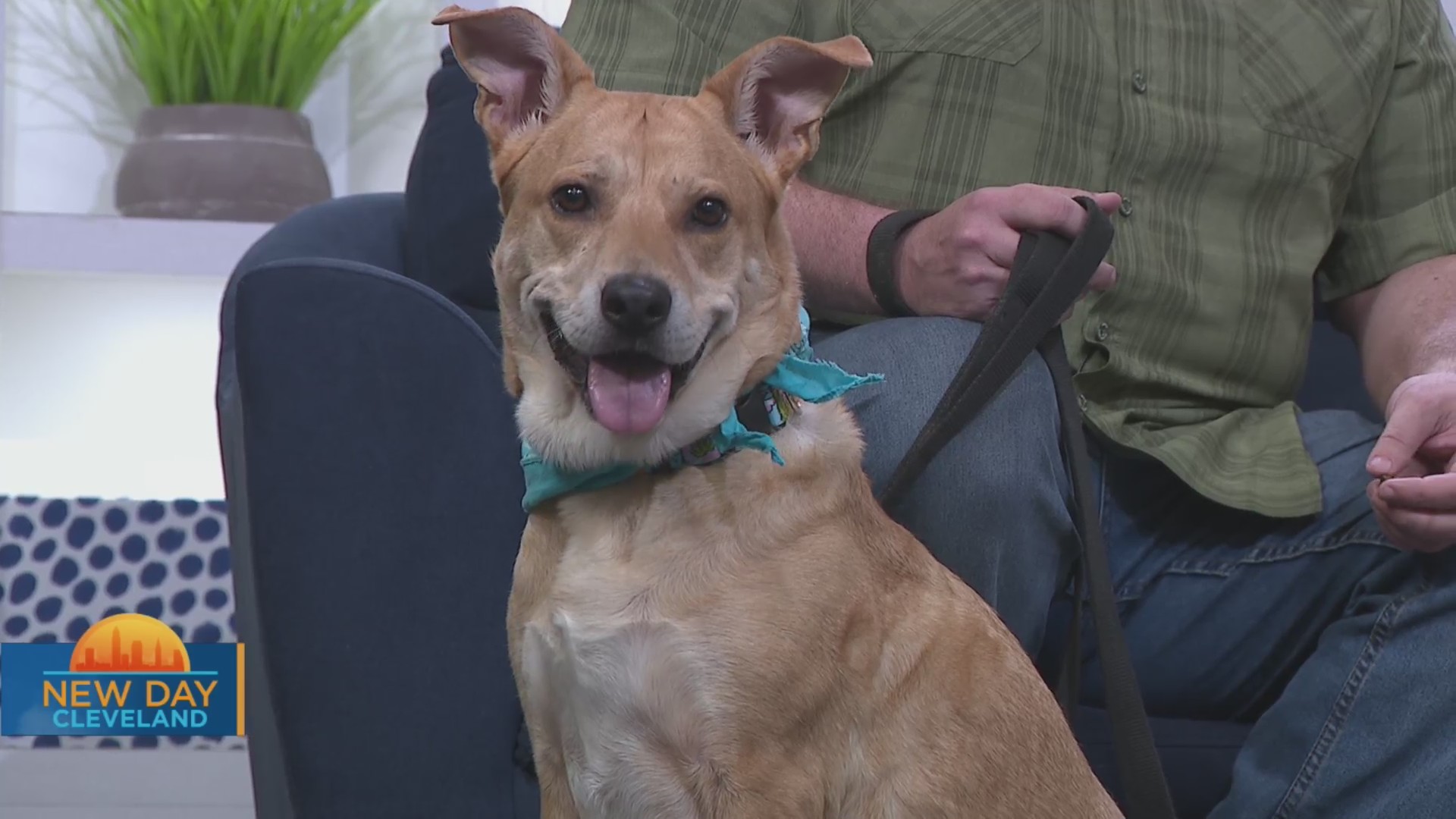 New Day Cleveland: PetFix Northeast Ohio – Fox 8 Cleveland WJW
