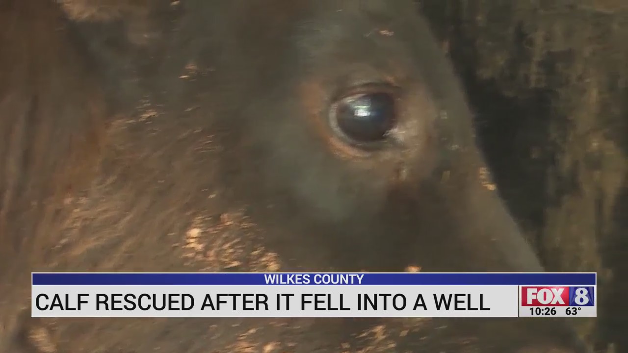 Wilkes rescue squad saves calf trapped in a well – FOX8 WGHP