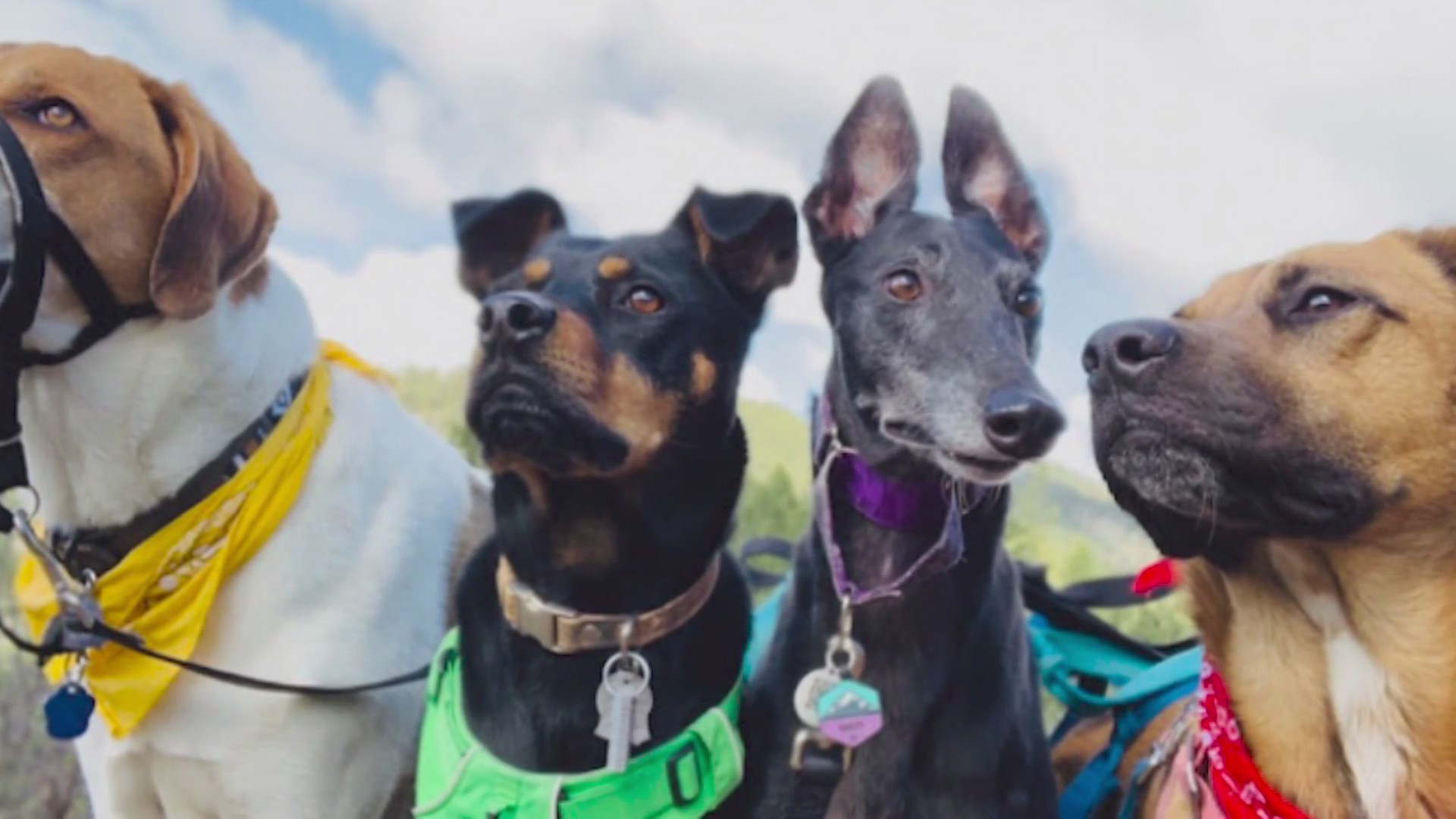 Colorado dog hiking business looking for NM expansion – KRQE NEWS 13 ...