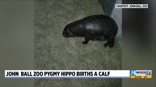 Pygmy hippo calf born at John Ball Zoo – WLNS 6 News