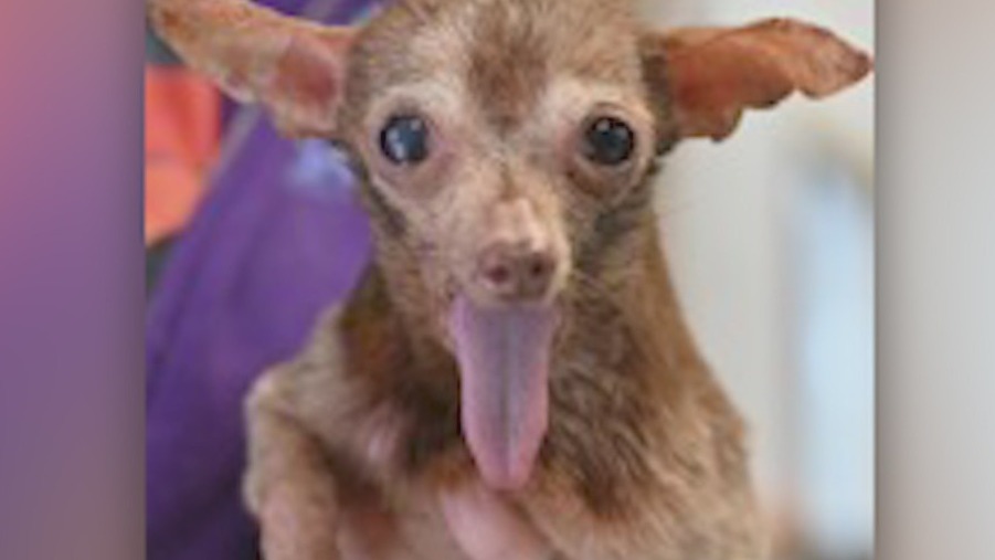 Second Chance Pets: Brady Bunch pups at the Oregon Coast Humane Society ...