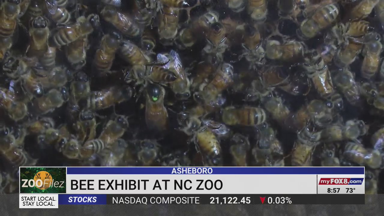 Check out the bee barn at the North Carolina Zoo – FOX8 WGHP