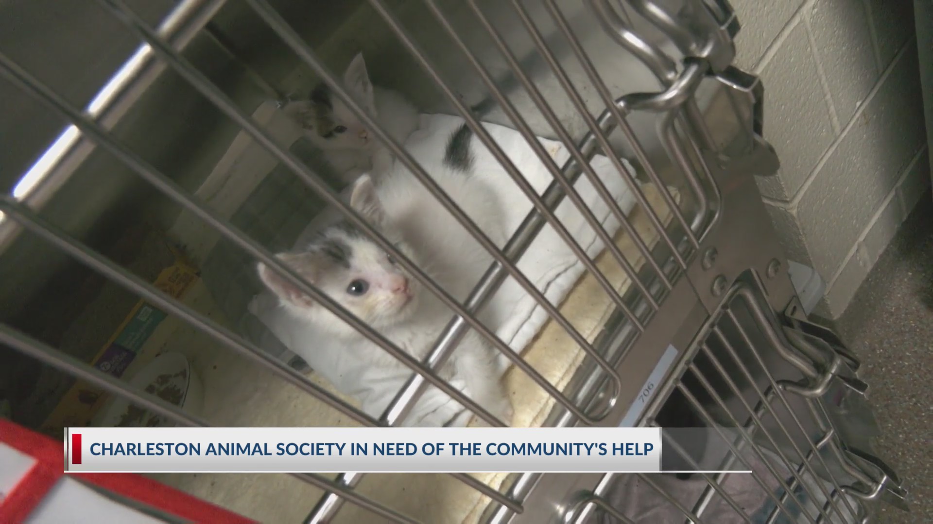 Charleston Animal Society declares breaking point with nearly 1,000 ...