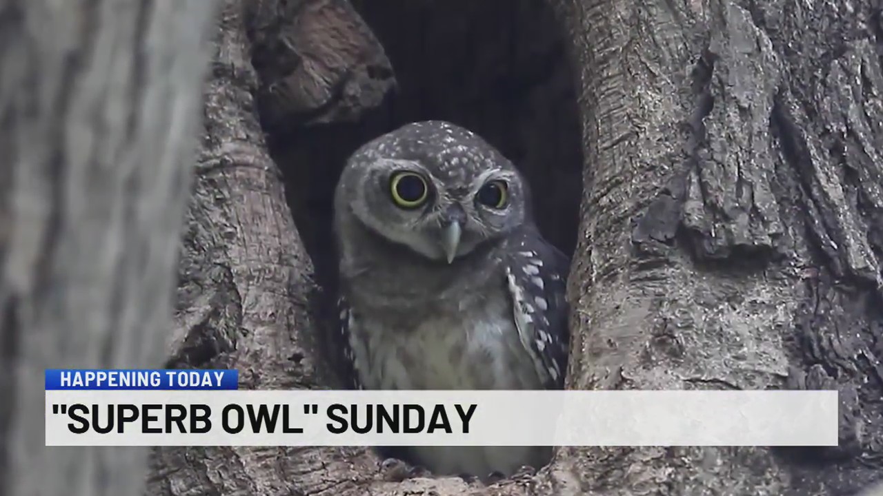 “Superb Owl” Sunday – NEWS10 ABC