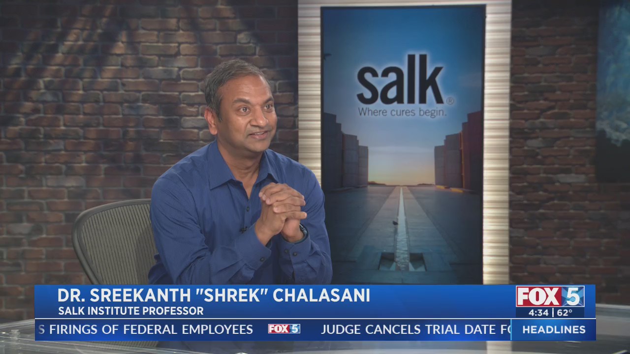 Dr. Sreekanth Chalasani talks about Salk’s new research in sonogenics ...