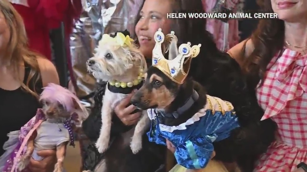 Helen Woodward Animal Center hosting ‘Puppy Prom’ – FOX 5 San Diego ...