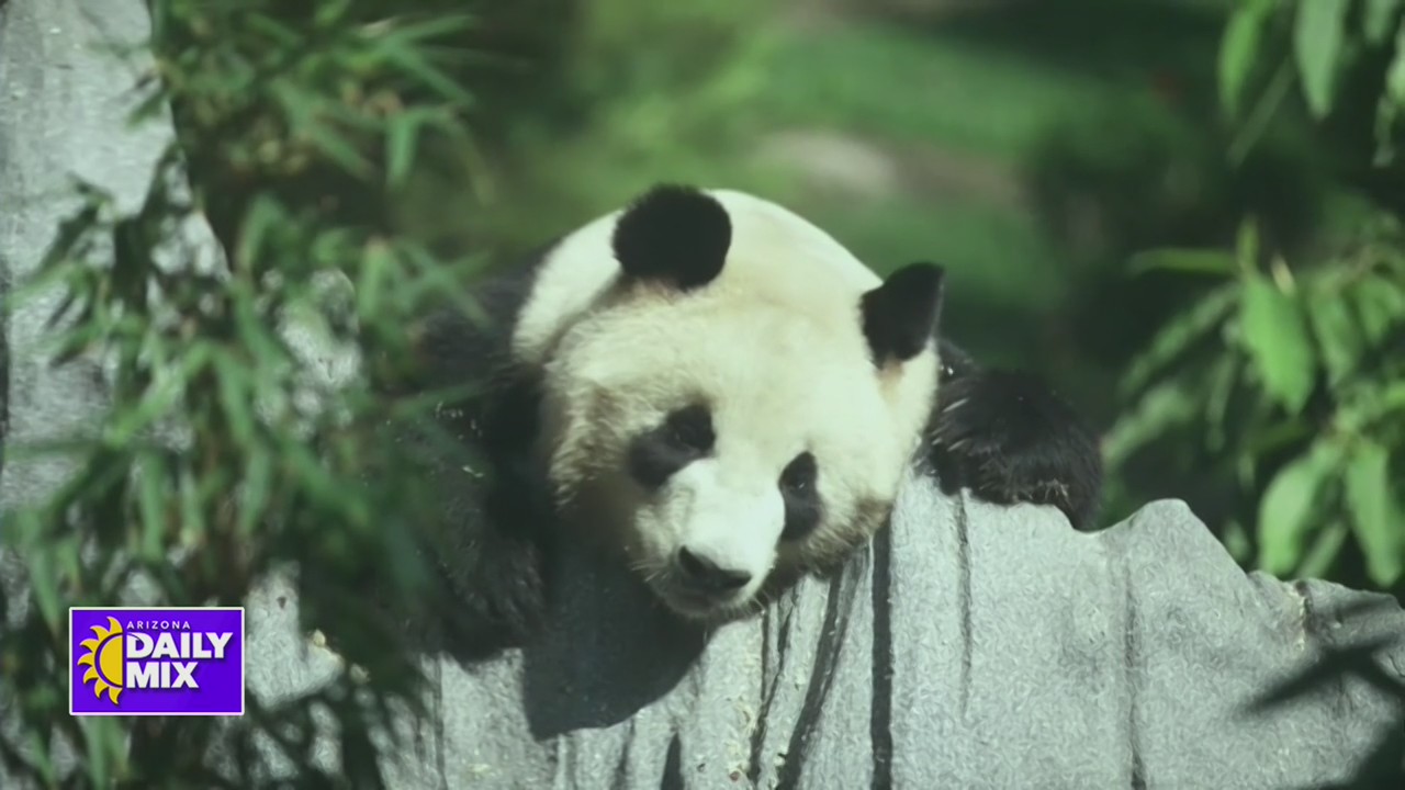 San Diego Zoo shows off two new Giant Pandas – CW7 Arizona