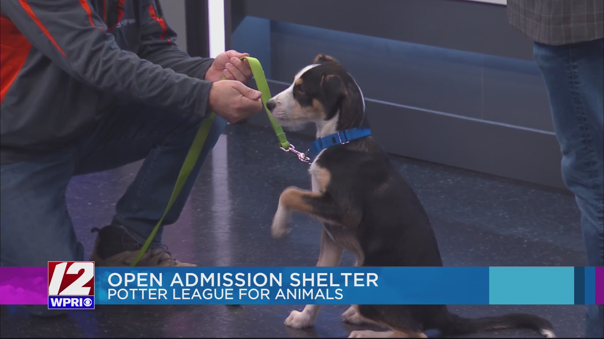 Adopt-A-Pet: Meet Albert from Potter League for Animals! – WPRI.com
