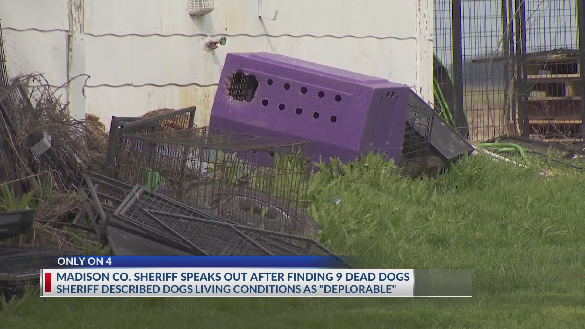 Sheriff bemoans finding dead dogs at Madison County home – NBC4 WCMH-TV