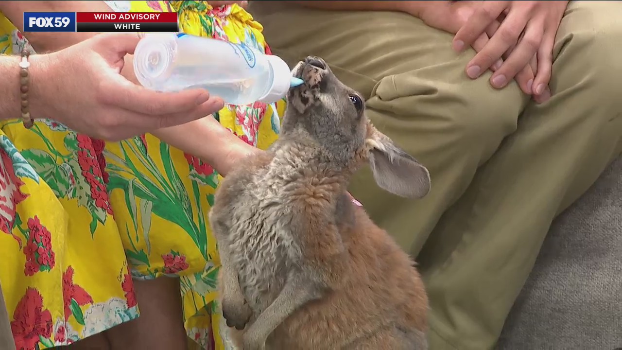 Meet Scooby-Roo with Silly Safaris! – 9/27/24 – Fox 59