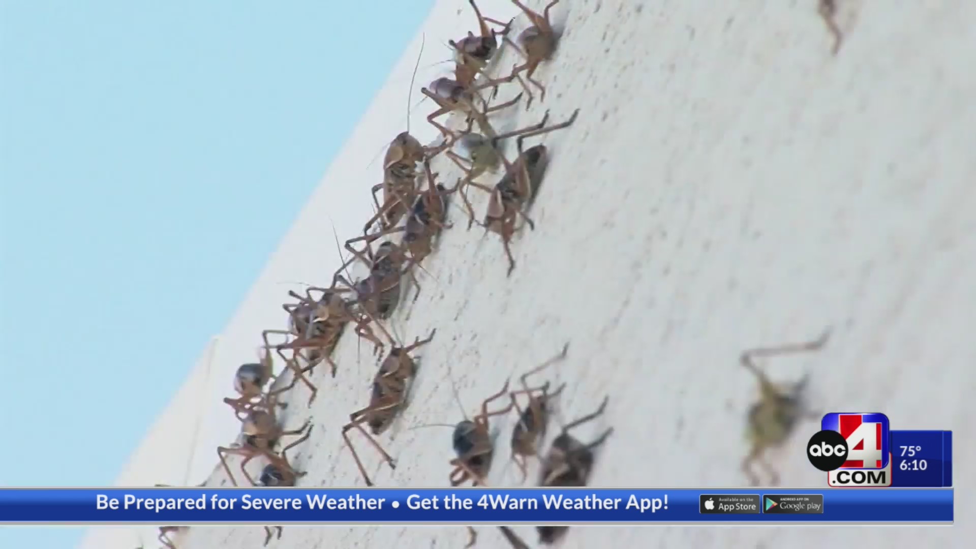 ‘Worst I have ever seen it’: Mormon crickets march on northern Nevada ...