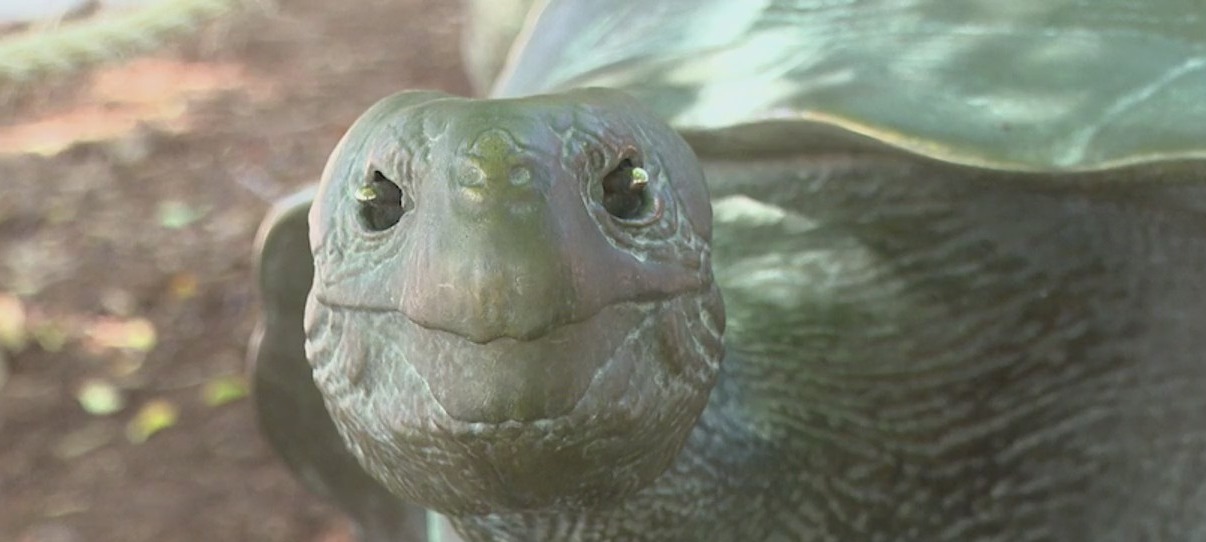 New sculptures honor first tortoises to live at NC Zoo – FOX8 WGHP
