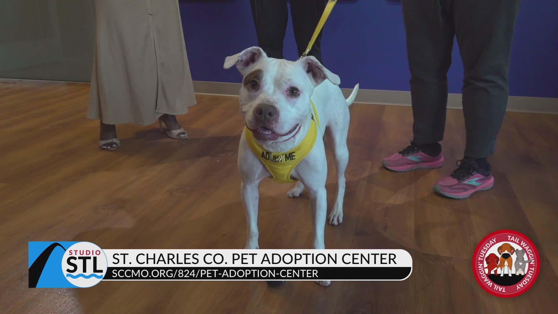 Tail Waggin’ Tuesday: Adopt these two adorable furry friends! – FOX 2