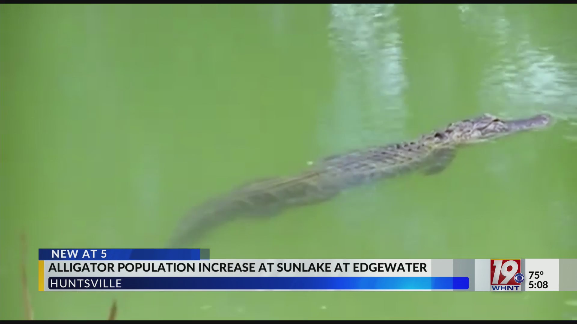 Increase in Alligator Sightings in Lake at Huntsville Apartment Complex ...