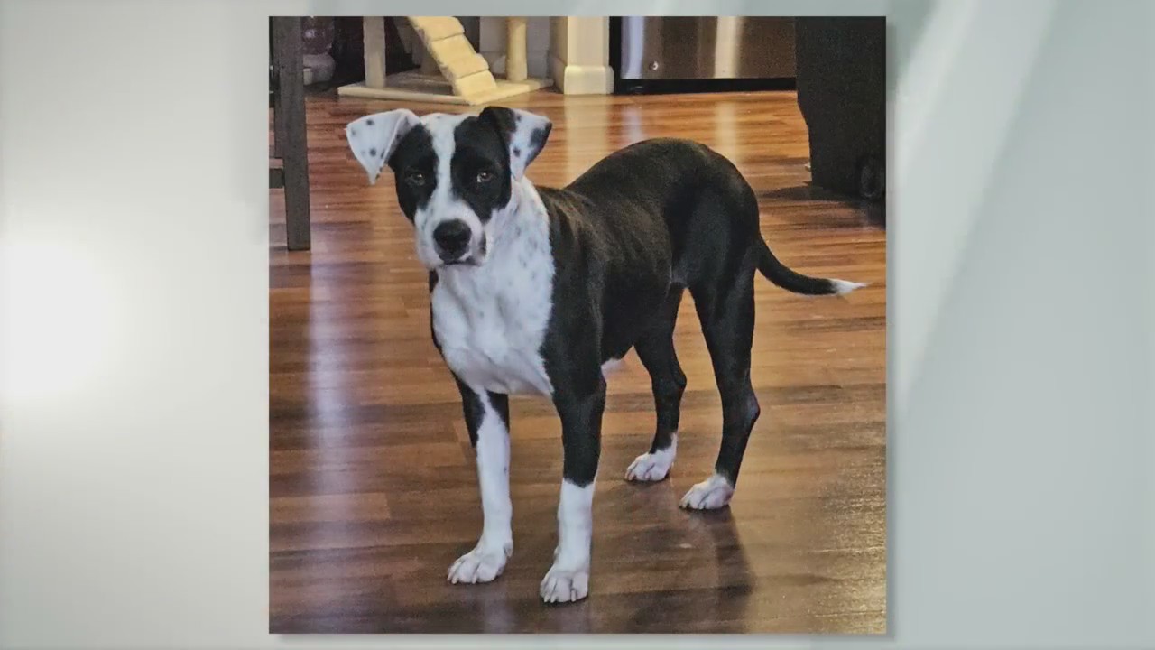 Wake Up! Wags: Oreo looking for a forever home – News 4 Buffalo