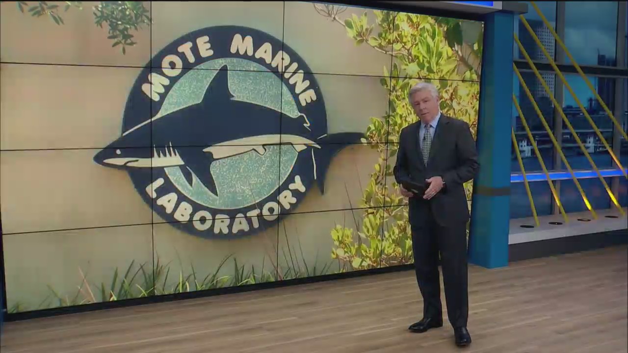 Mote Marine investigating mystery condition impacting endangered fish ...