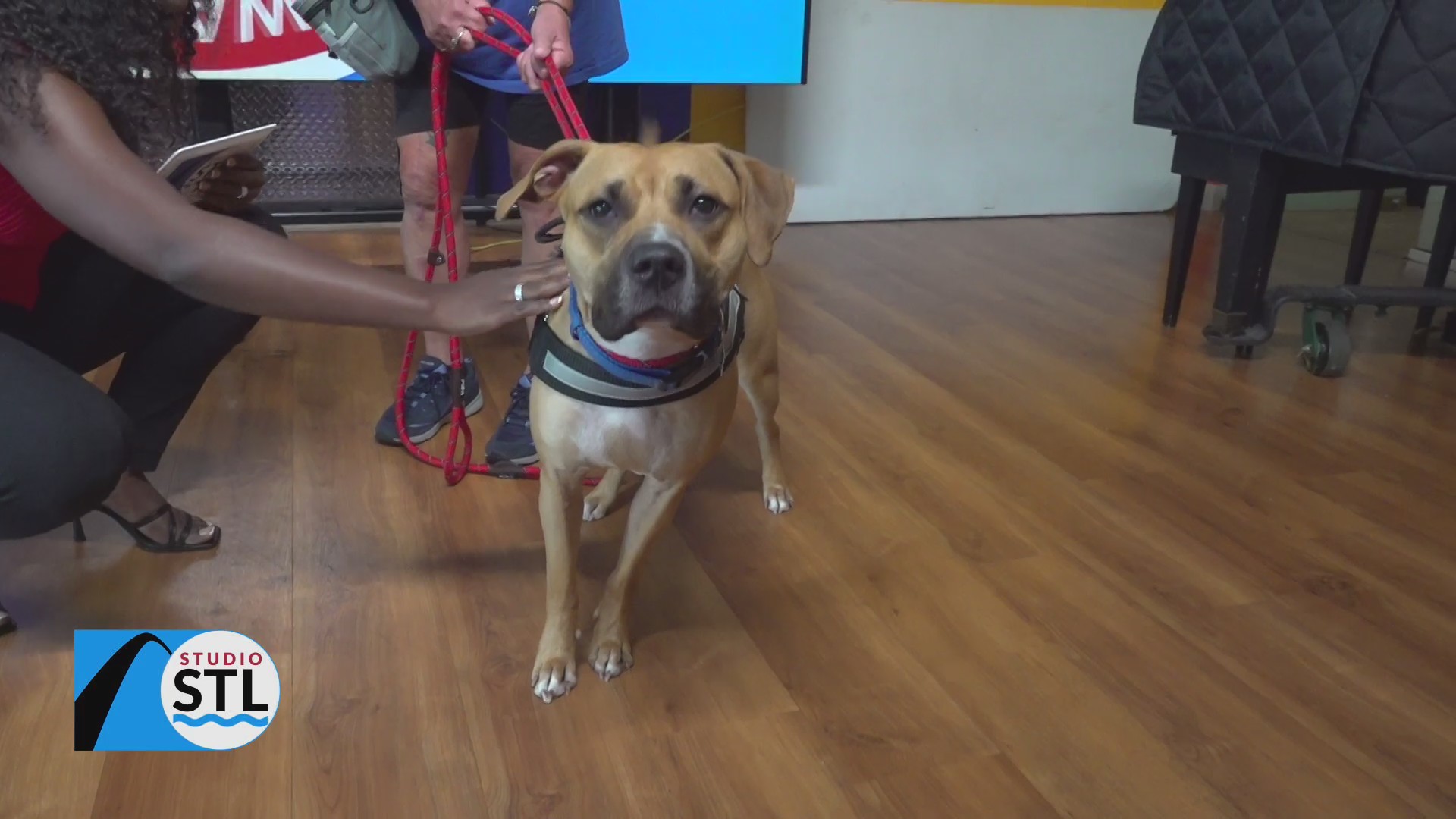 Tail Waggin’ Tuesday: Adopt these two adorable furry friends! – FOX 2
