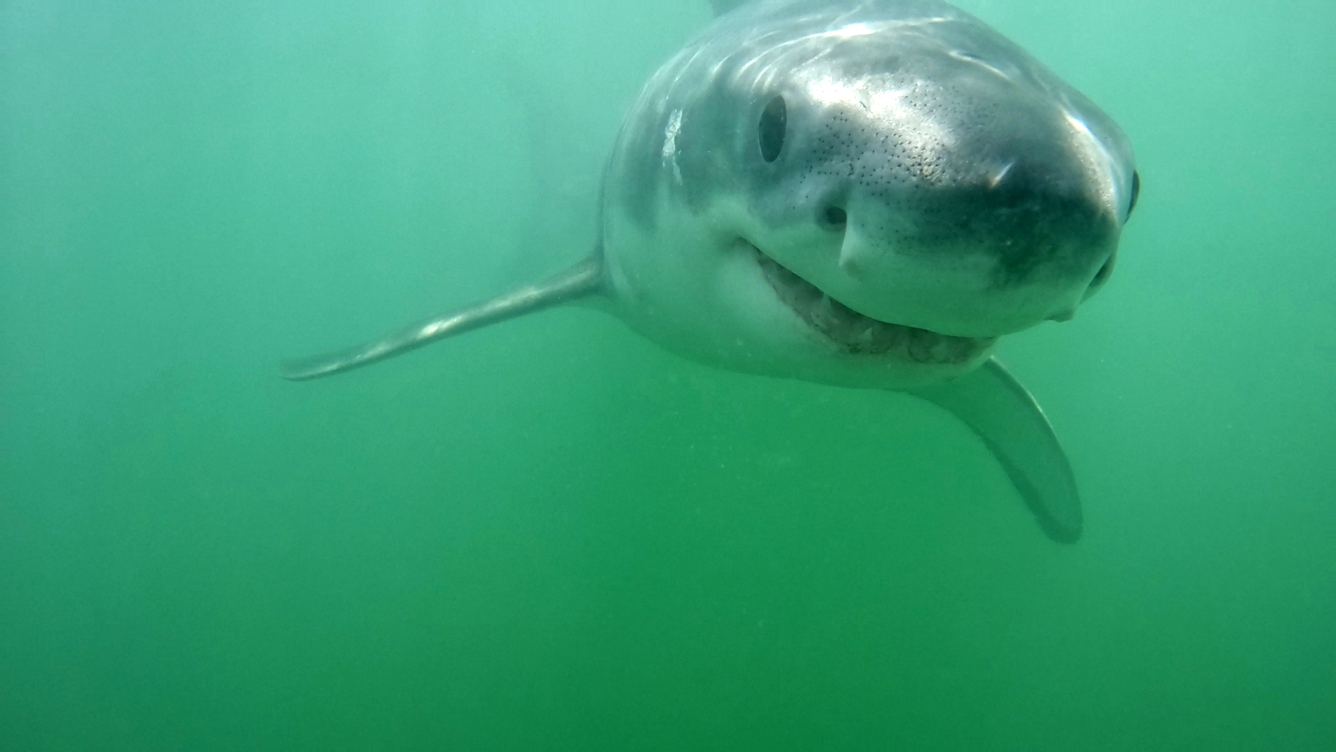‘Smiling’ great white sharks photographed near Santa Cruz beaches – KRON4