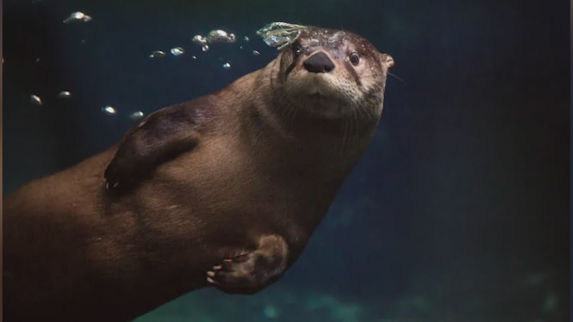 Virginia Aquarium says goodbye as Otter unexpectedly dies during exam ...