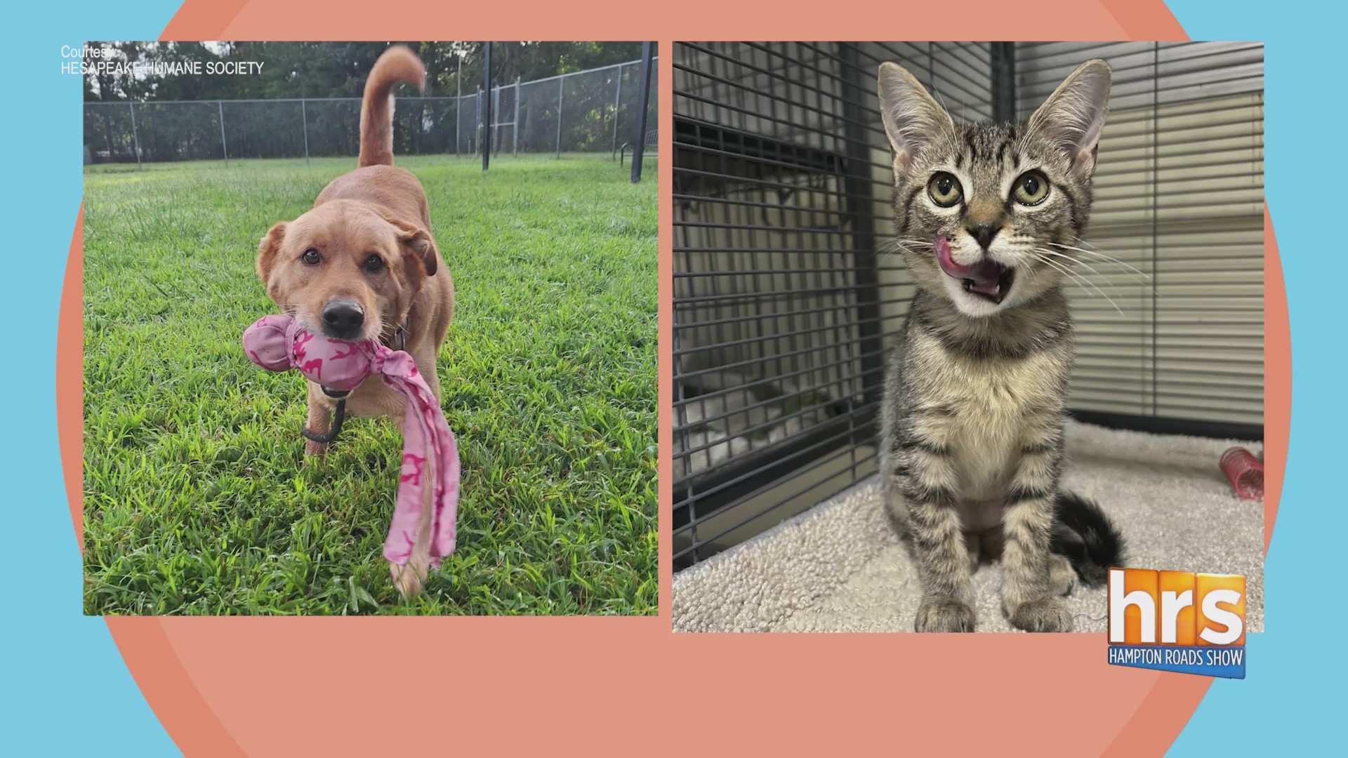HRS: Pet pals Prince and Siri – WAVY.com