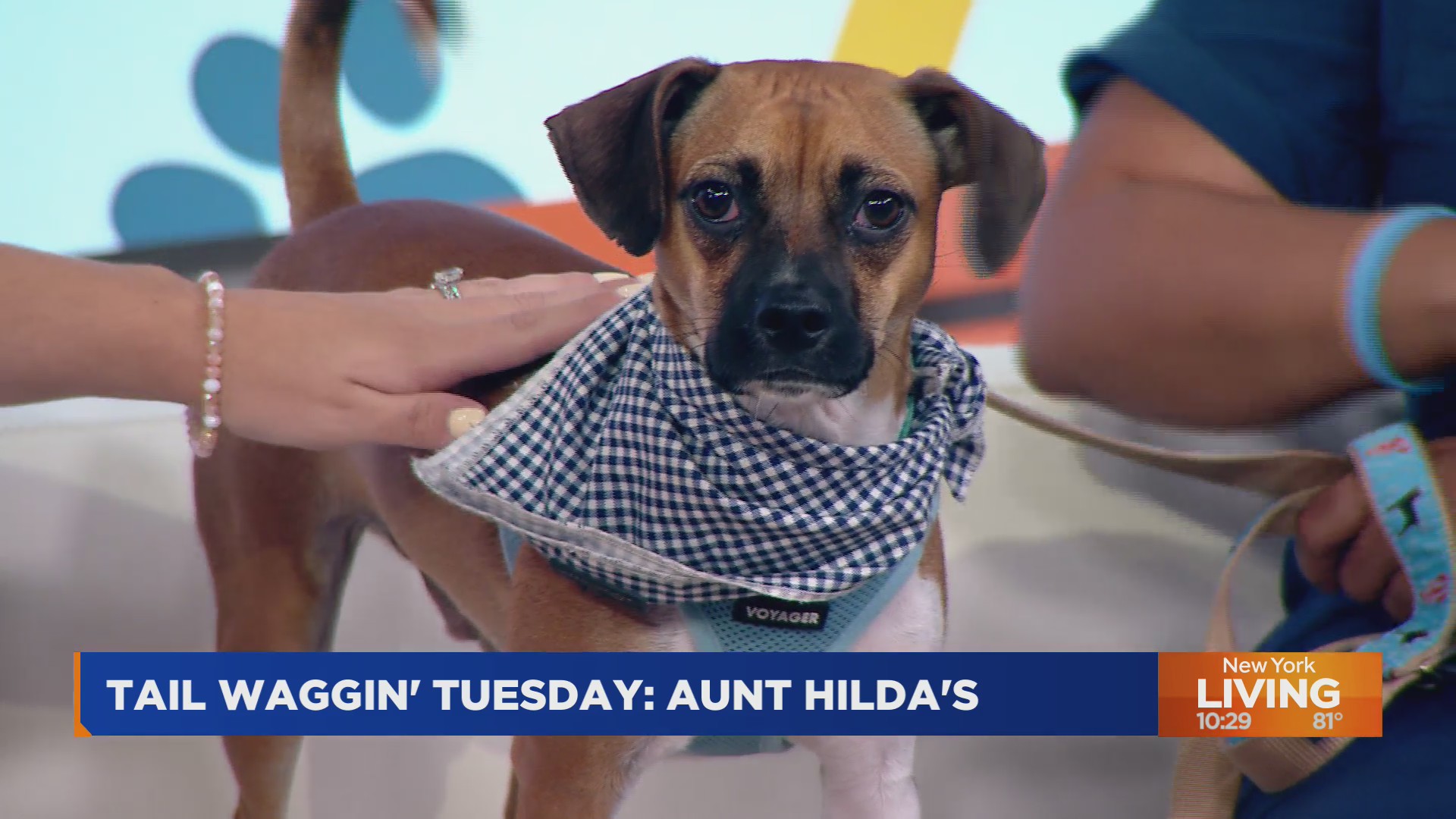 Tail waggin Tuesday with Aunt Hilda’s – PIX11