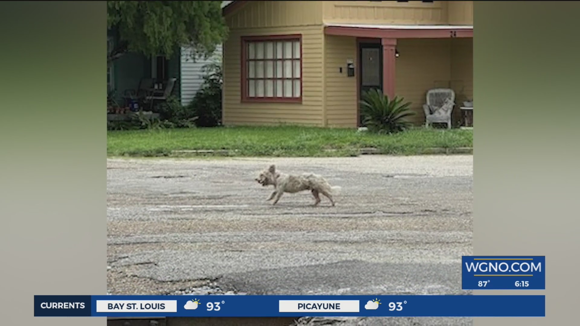 ‘Houdini-like’ dog named ‘Scrim’ keeps avoiding capture in New Orleans ...