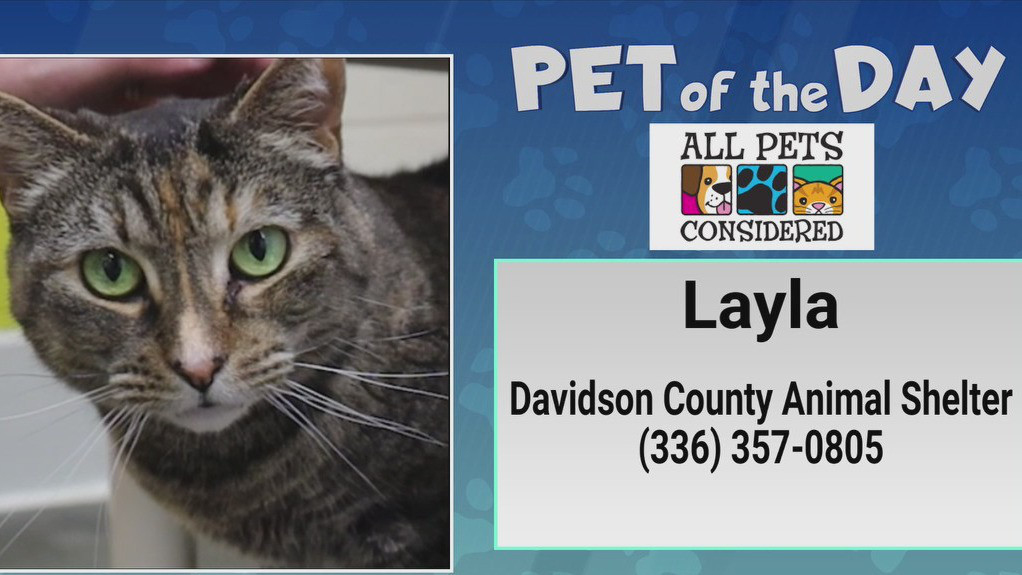 Pet of the Day: Lay the love with Layla – FOX8 WGHP