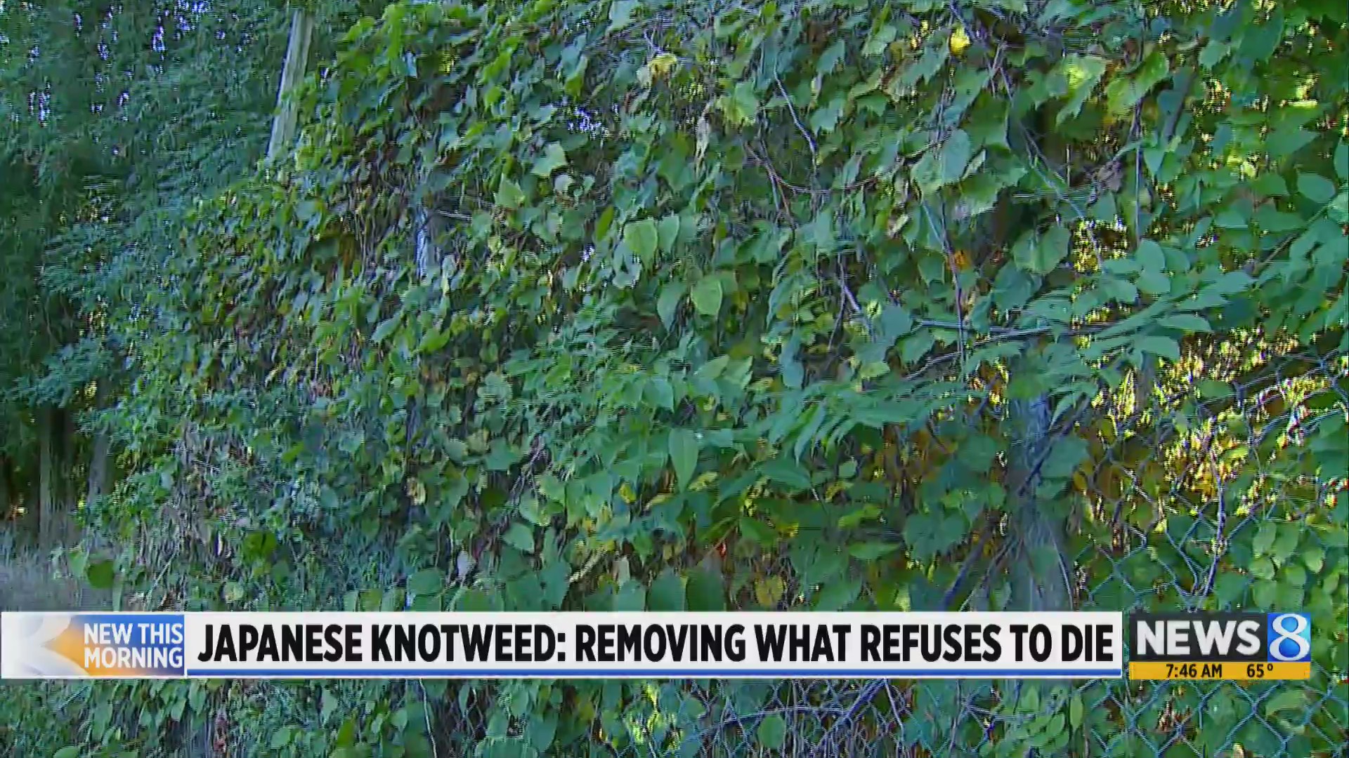 What to do if you find invasive Japanese knotweed – WOODTV.com
