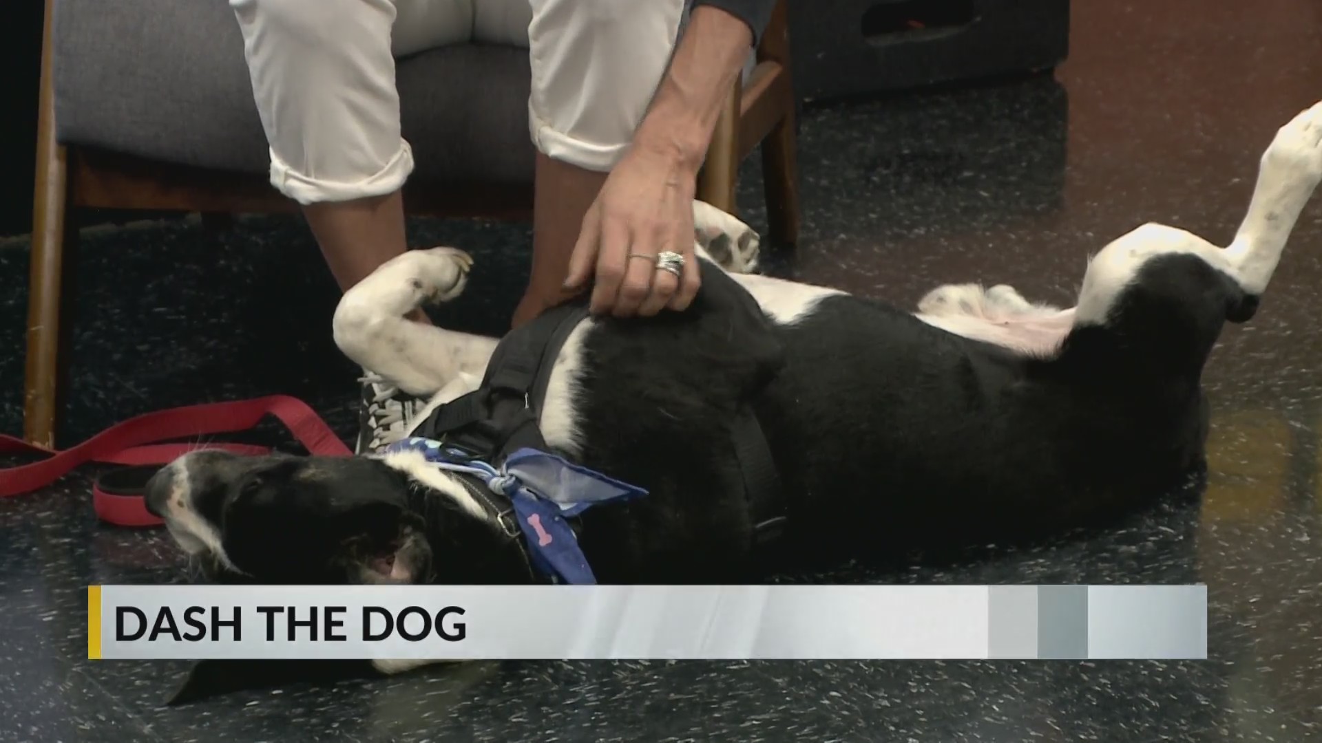 FURRY FRIDAY: Meet Dash the dog – KX NEWS