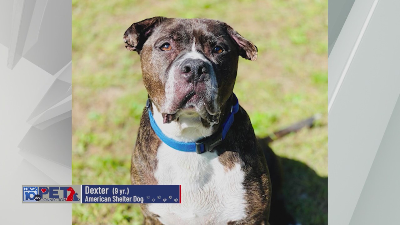 Dexter – NEWS10 ABC