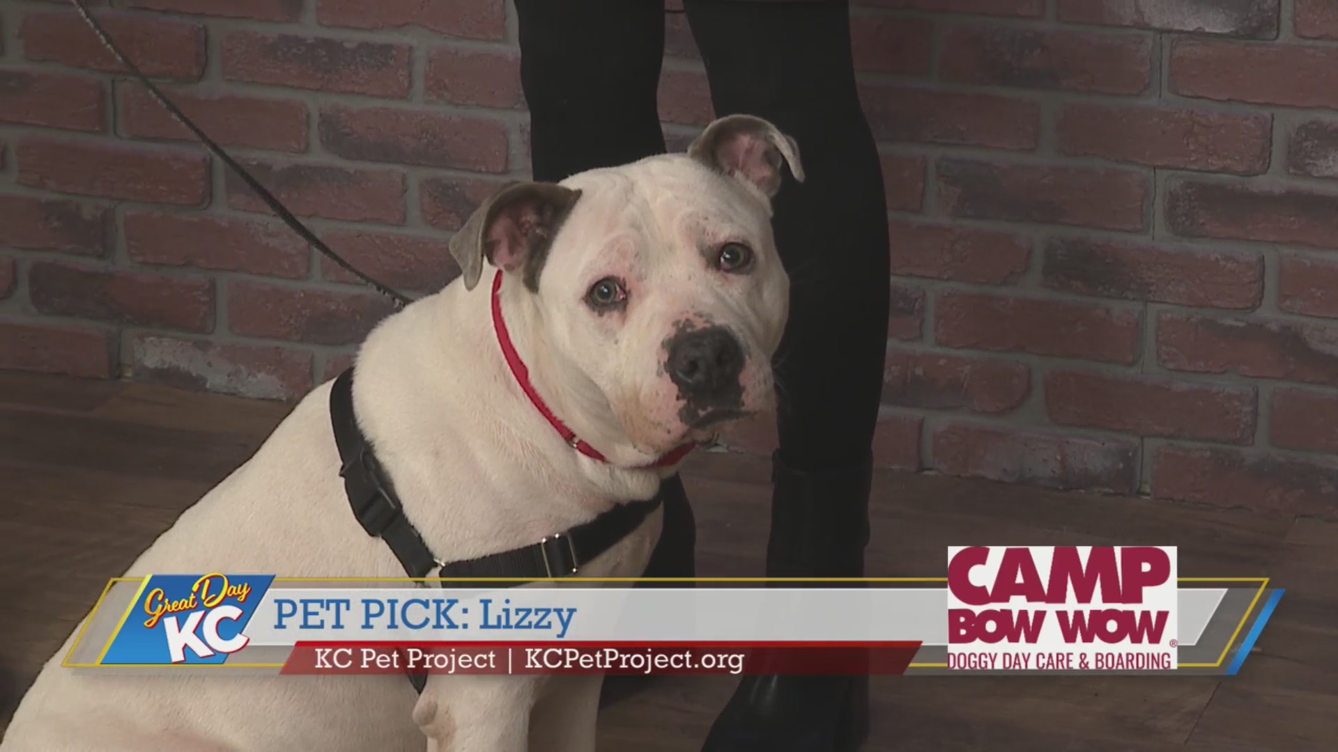 PET PICK: Lizzy – FOX 4 Kansas City WDAF-TV | News, Weather, Sports