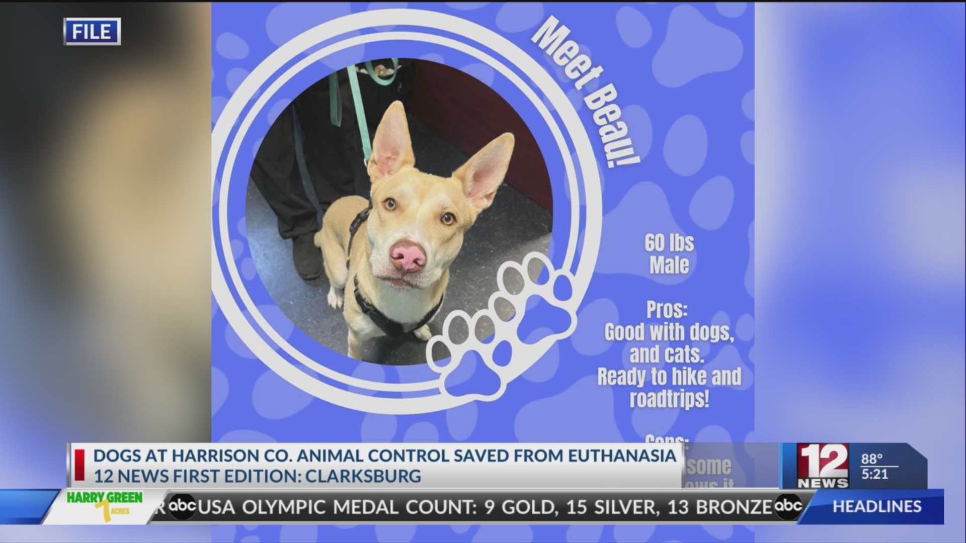 Dogs at Harrison County Animal Control saved from euthanasia – WBOY.com