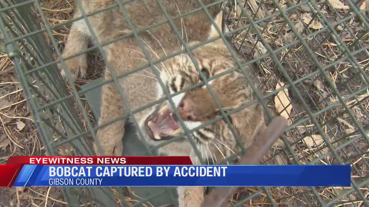 Bobcat captured by accident in Gibson County – Eyewitness News (WEHT/WTVW)