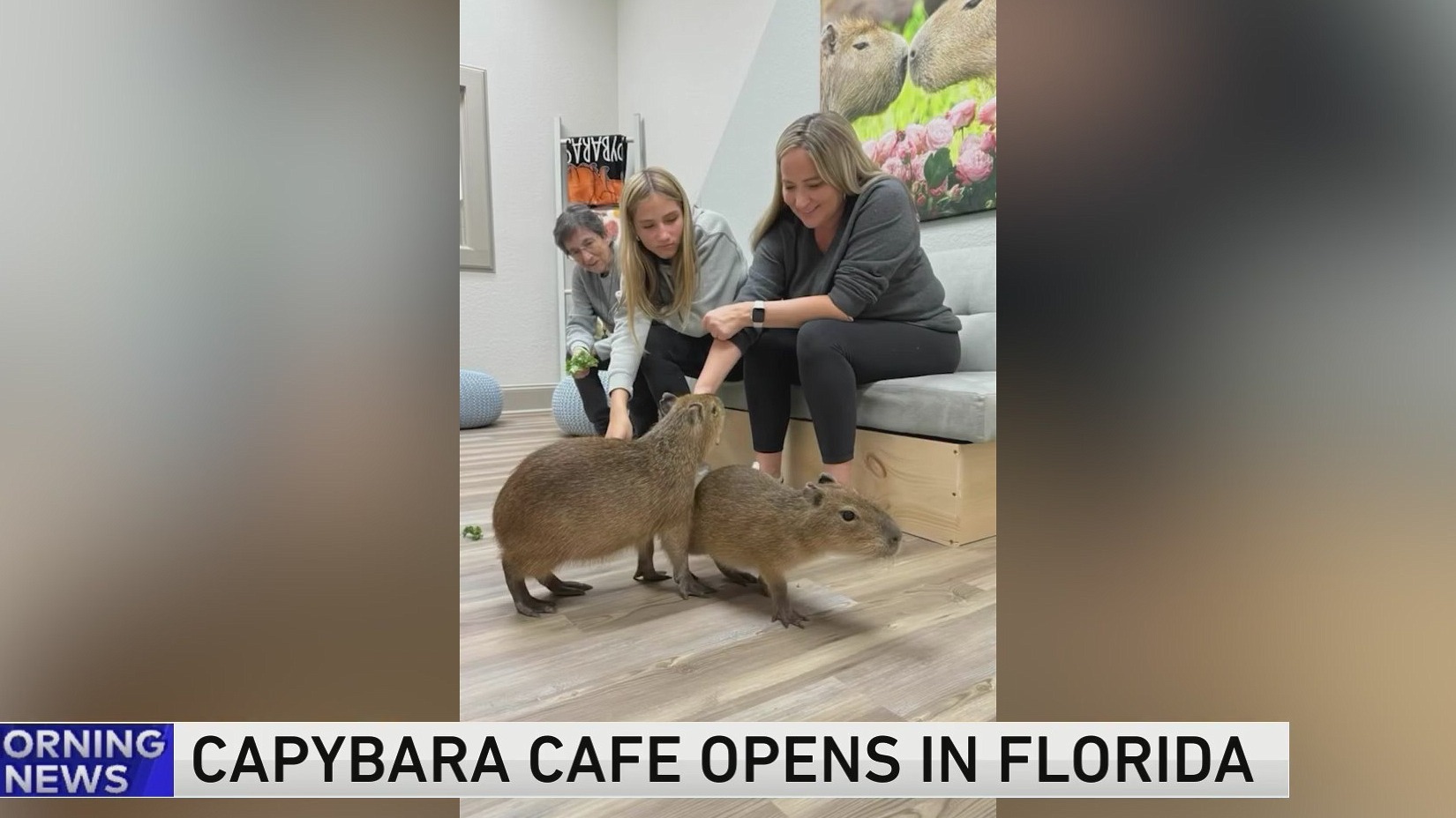 Friday Favorites: Capybara cafe – WGN-TV