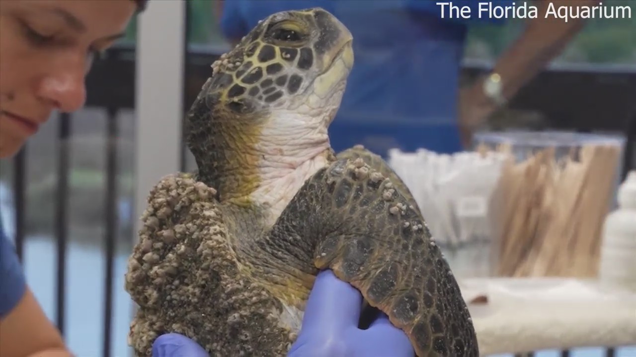 Cold-stunned sea turtles fill Florida rehabilitation centers – WKRG News 5