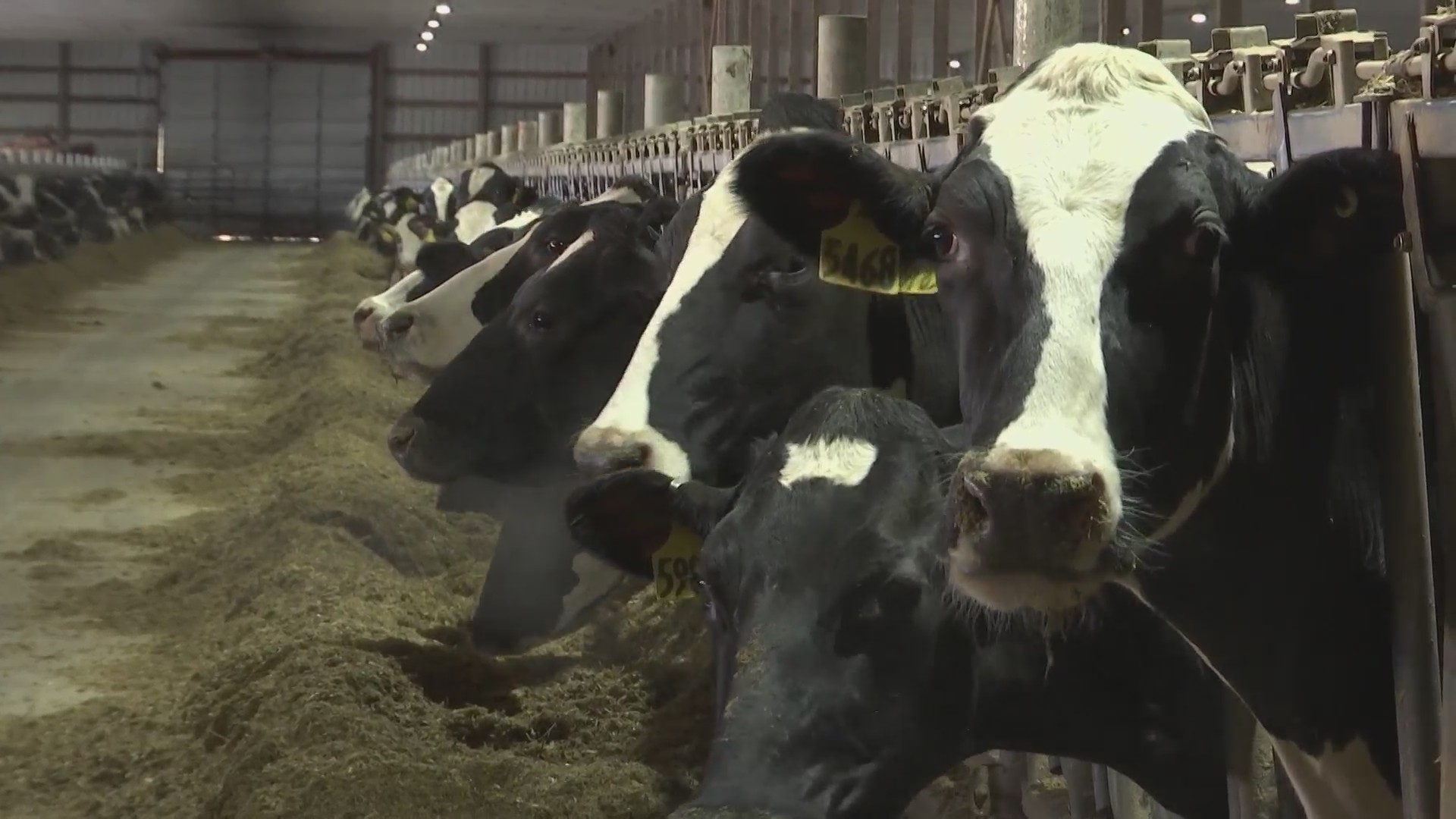 USDA to begin testing raw milk for avian influenza after outbreak ...