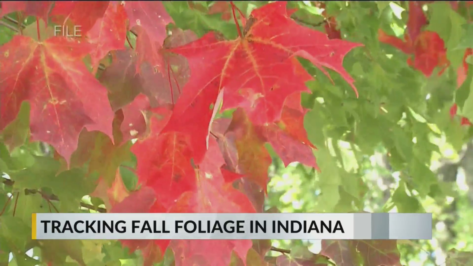 Tracking the colors of fall foliage in Indiana – Fox 59