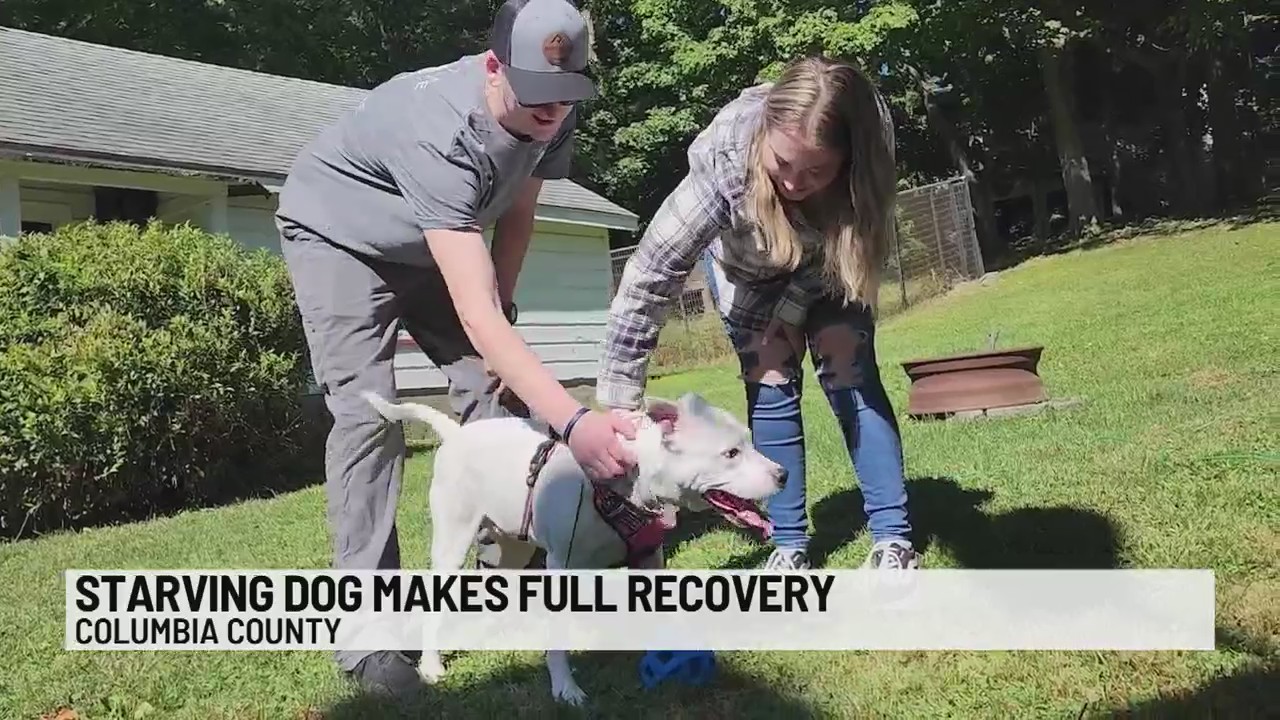 Starved dog finds forever home, one year later – NEWS10 ABC