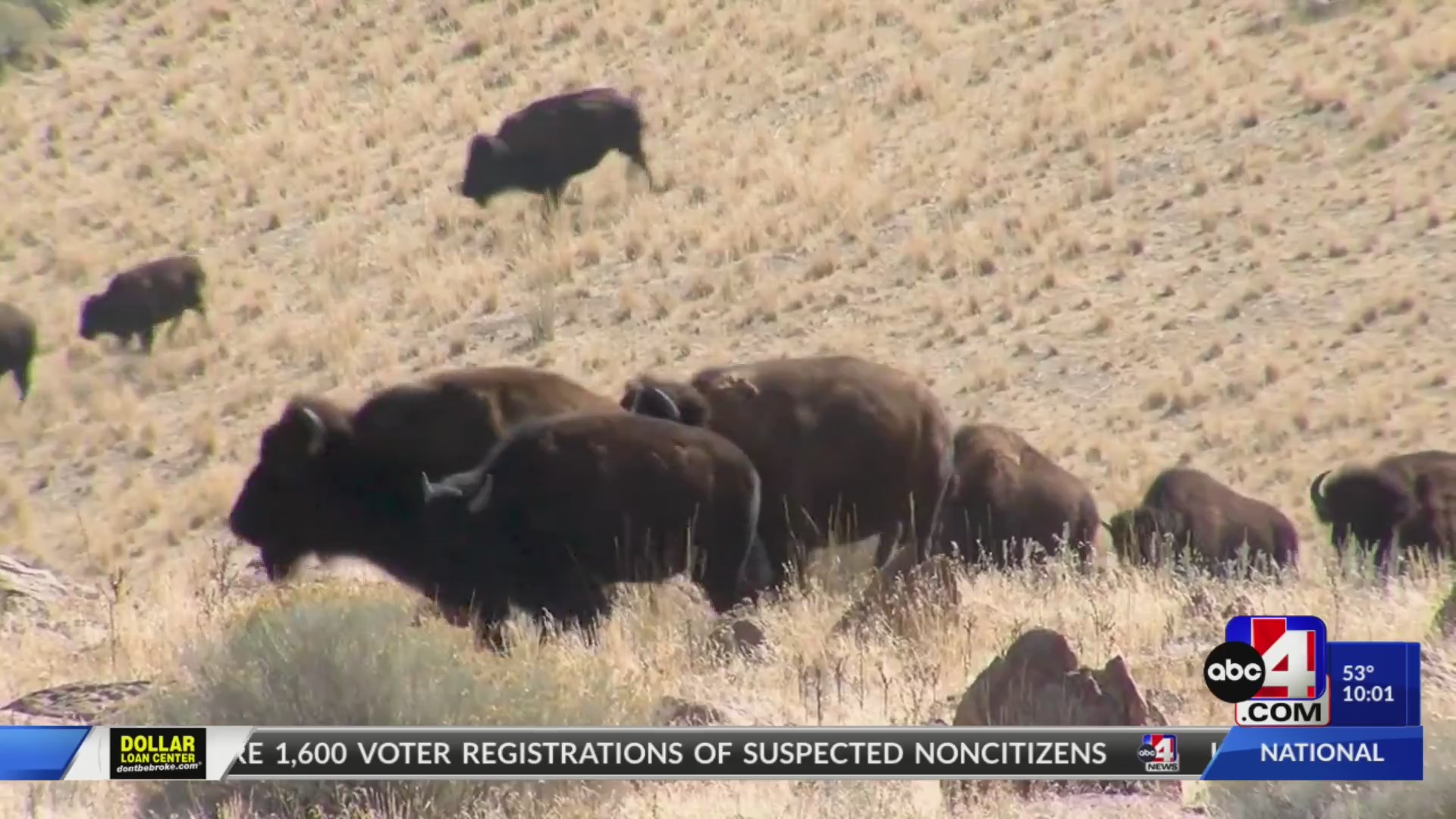 More than 700 bison on Antelope Island corralled in annual bison ...