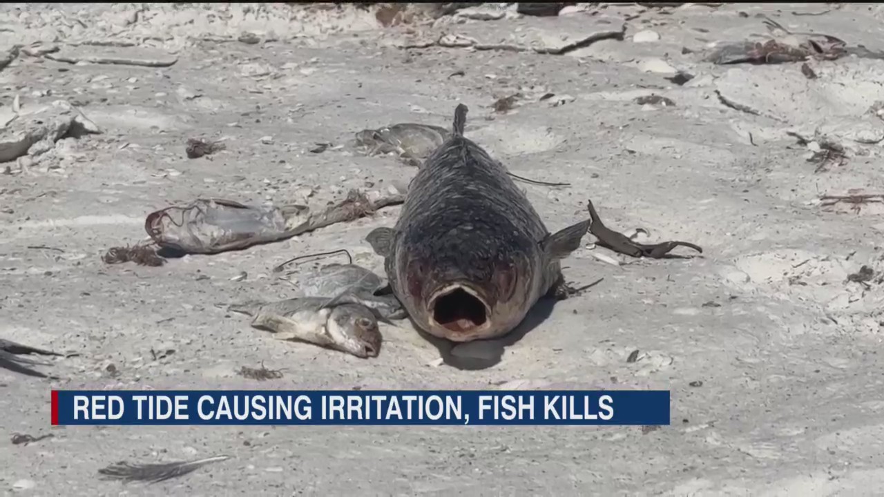 Lido Key shoreline littered with dead fish due to red tide – WFLA