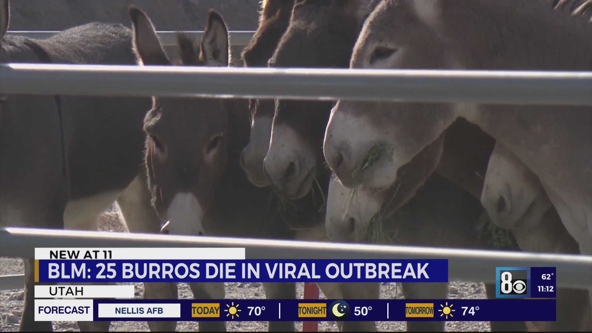 25 burros die in viral outbreak at Utah corral, BLM says – KLAS