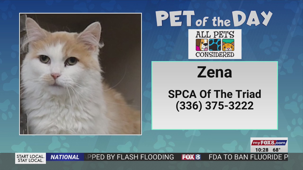 Pet of the Day: Meet Zena the Warrior Princess – FOX8 WGHP