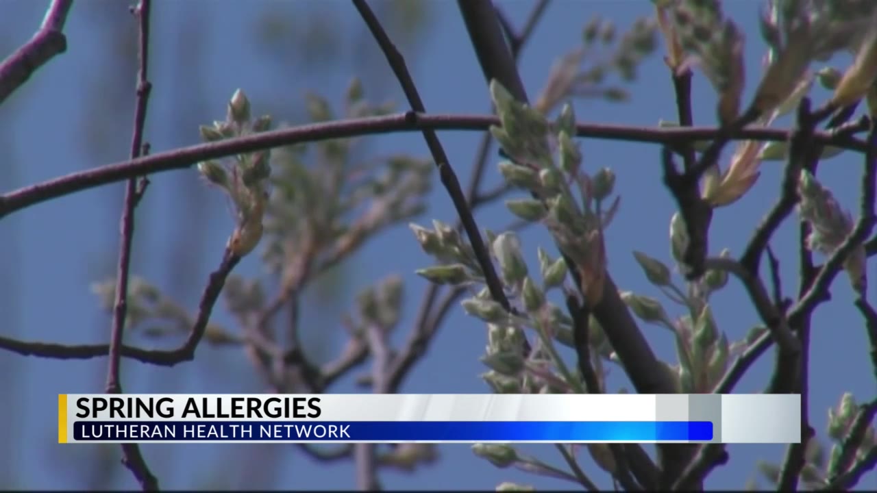 Sniffles and sneezes: How to survive spring allergy season – WANE 15
