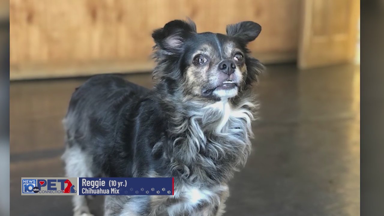 Reggie – NEWS10 ABC