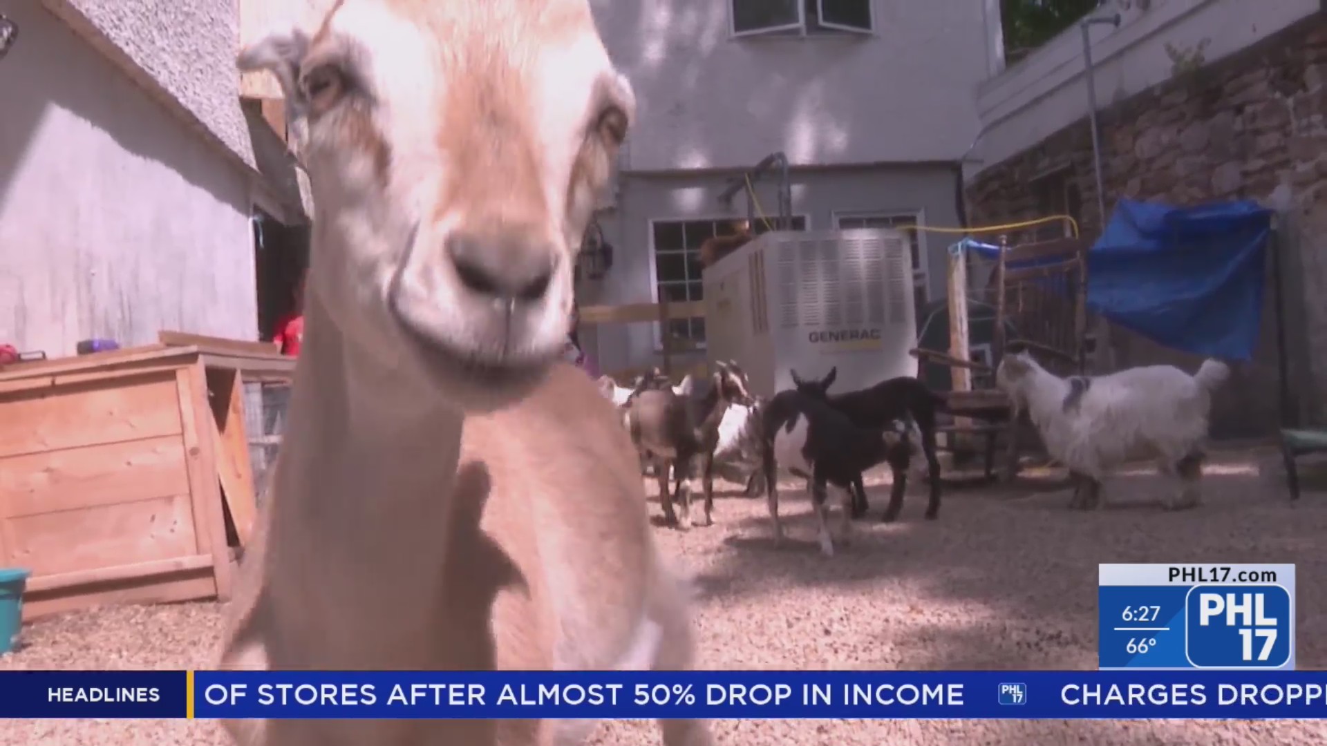 Be a farmer for a day at Rose Bridge Farm and Sanctuary – PHL17.com