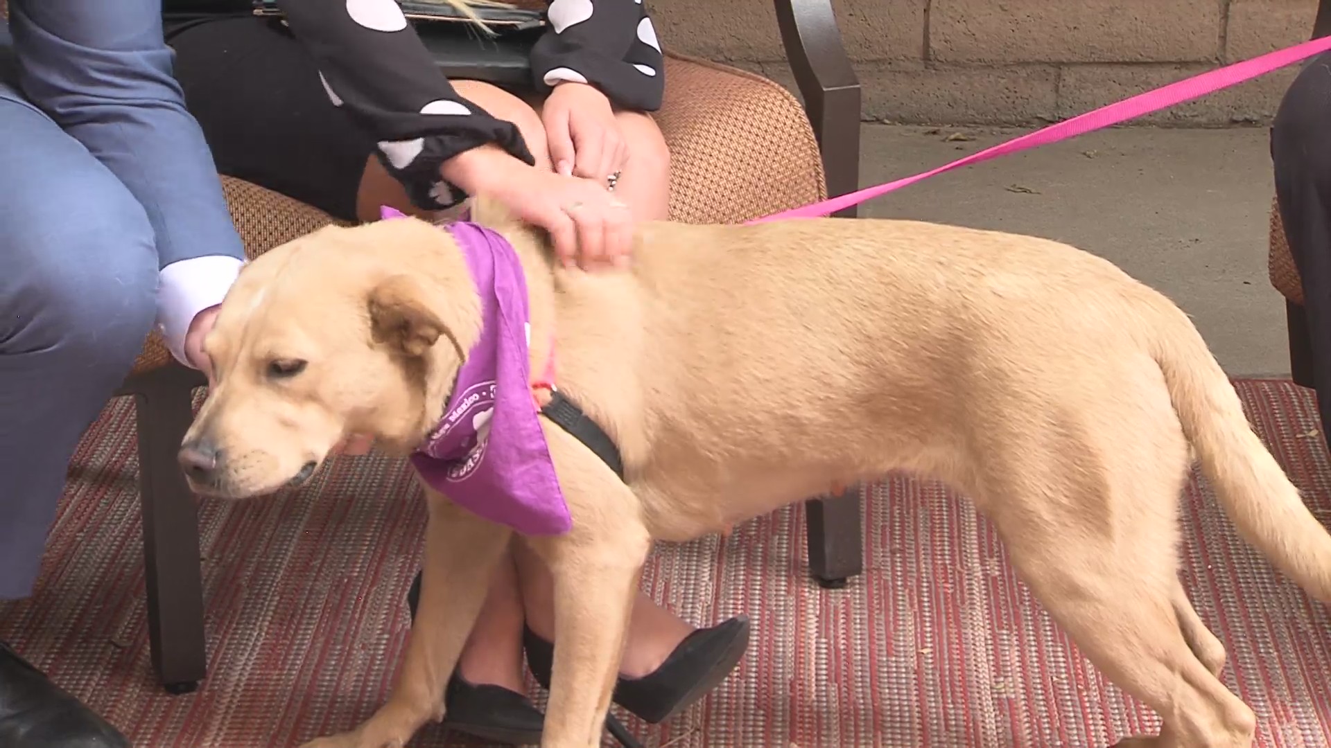 Meet Jenny: Animal Humane New Mexico’s Pet of the Week – KRQE NEWS 13 ...
