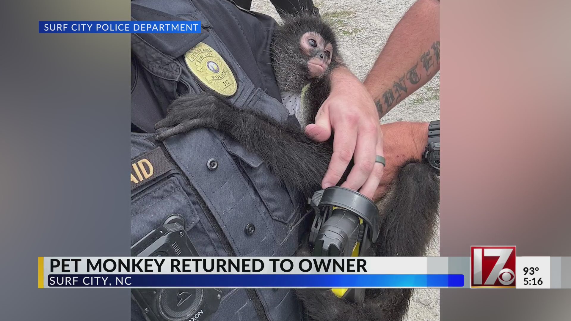 Lost pet monkey on NC coast rescued, returned to owner, police say ...